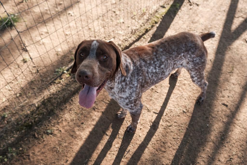 Adoptable – GSP Rescue SA NPC 2016/168792/08