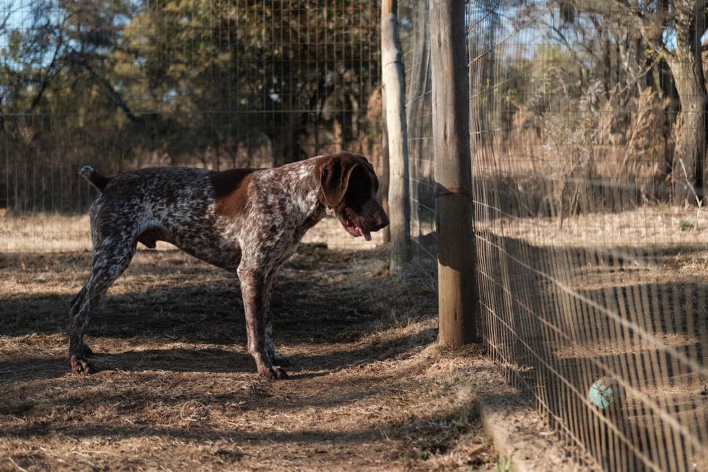 Adoptable – GSP Rescue SA NPC 2016/168792/08