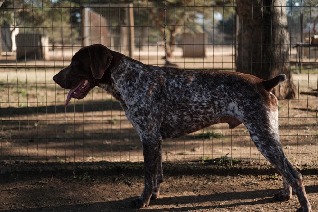 Adoptable – GSP Rescue SA NPC 2016/168792/08