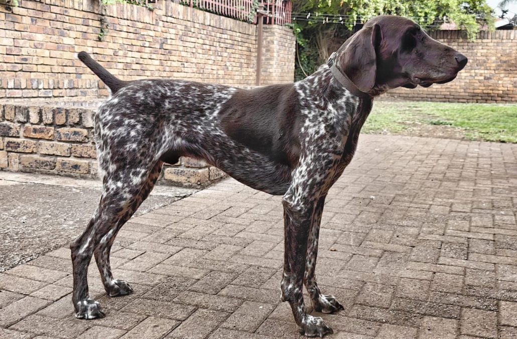 Adoptable – GSP Rescue SA NPC 2016/168792/06